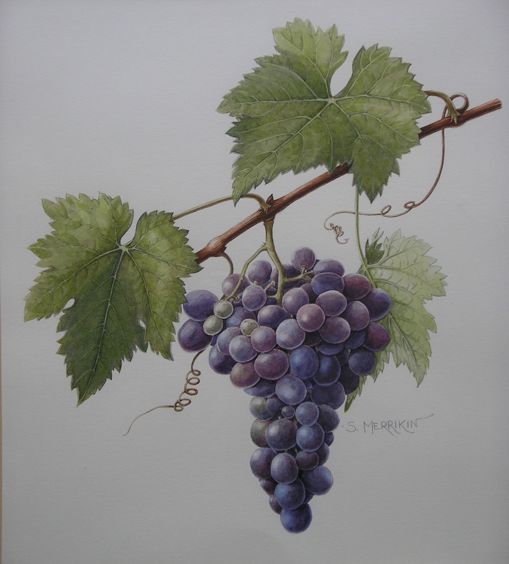 Some of my work – Suzy Merrikin Botanical Artist