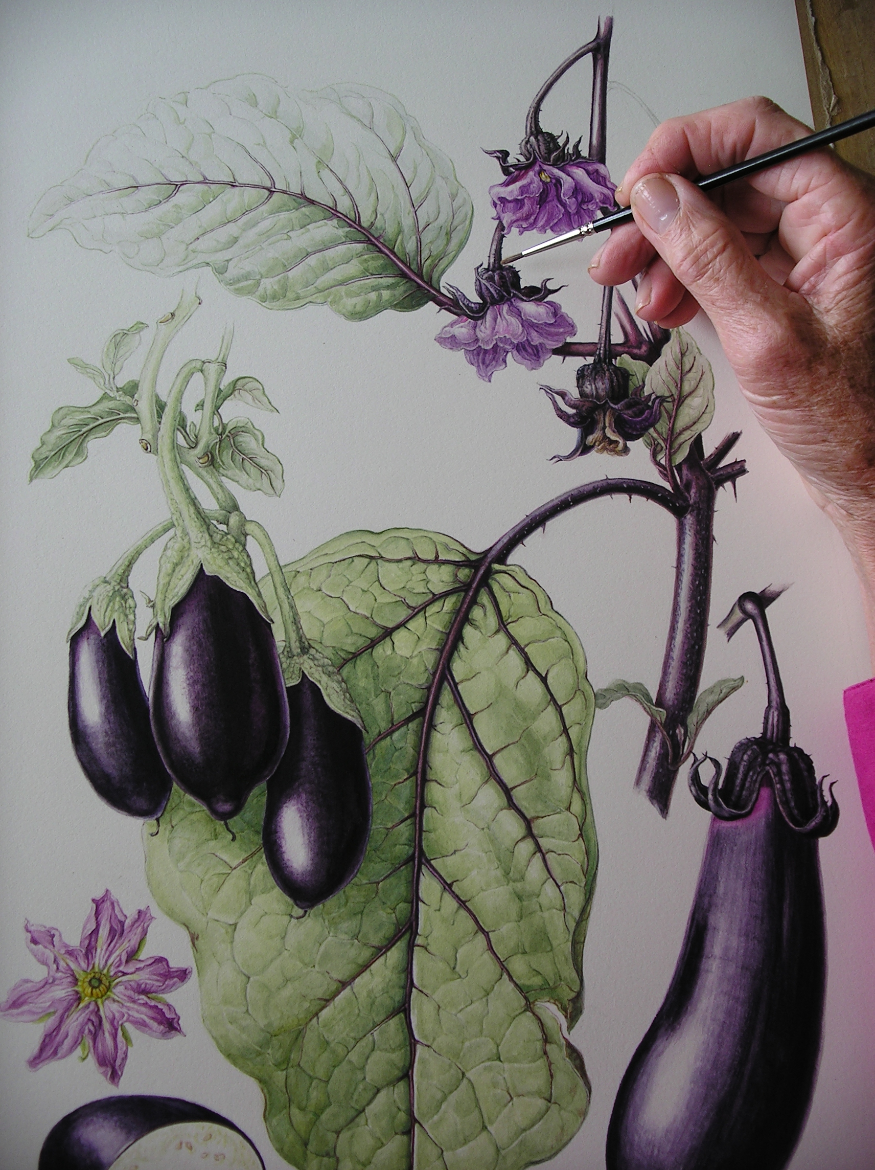 Some of my work – Suzy Merrikin Botanical Artist