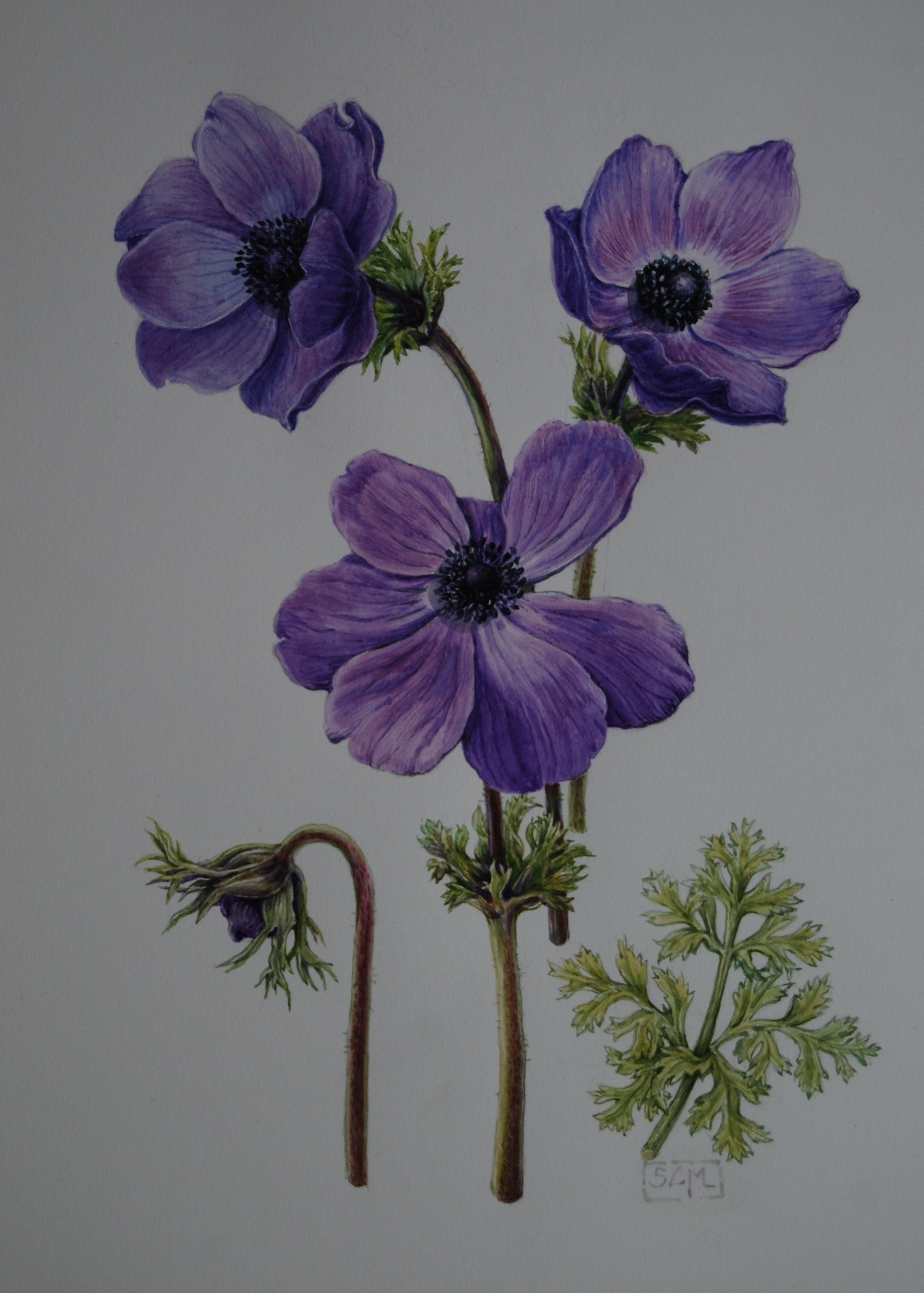 Suzanne Merrikin – Suzy Merrikin Botanical Artist