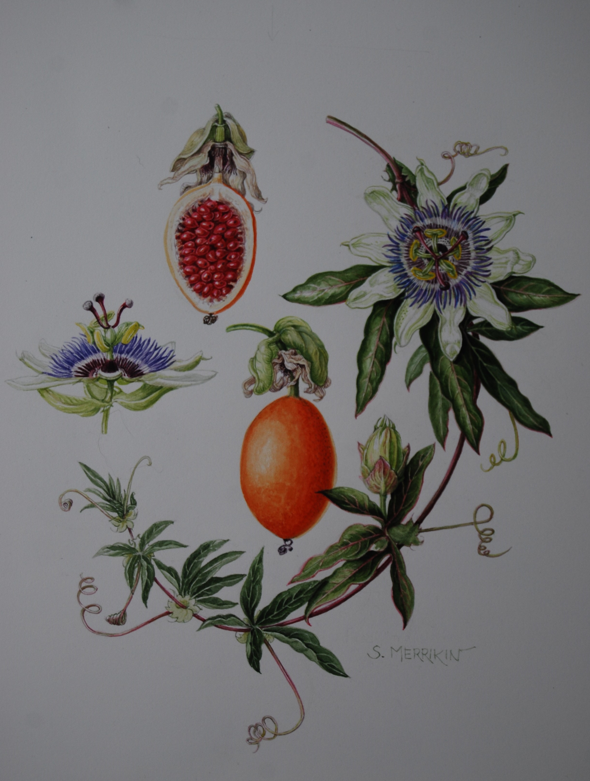 Suzanne Merrikin – Suzy Merrikin Botanical Artist