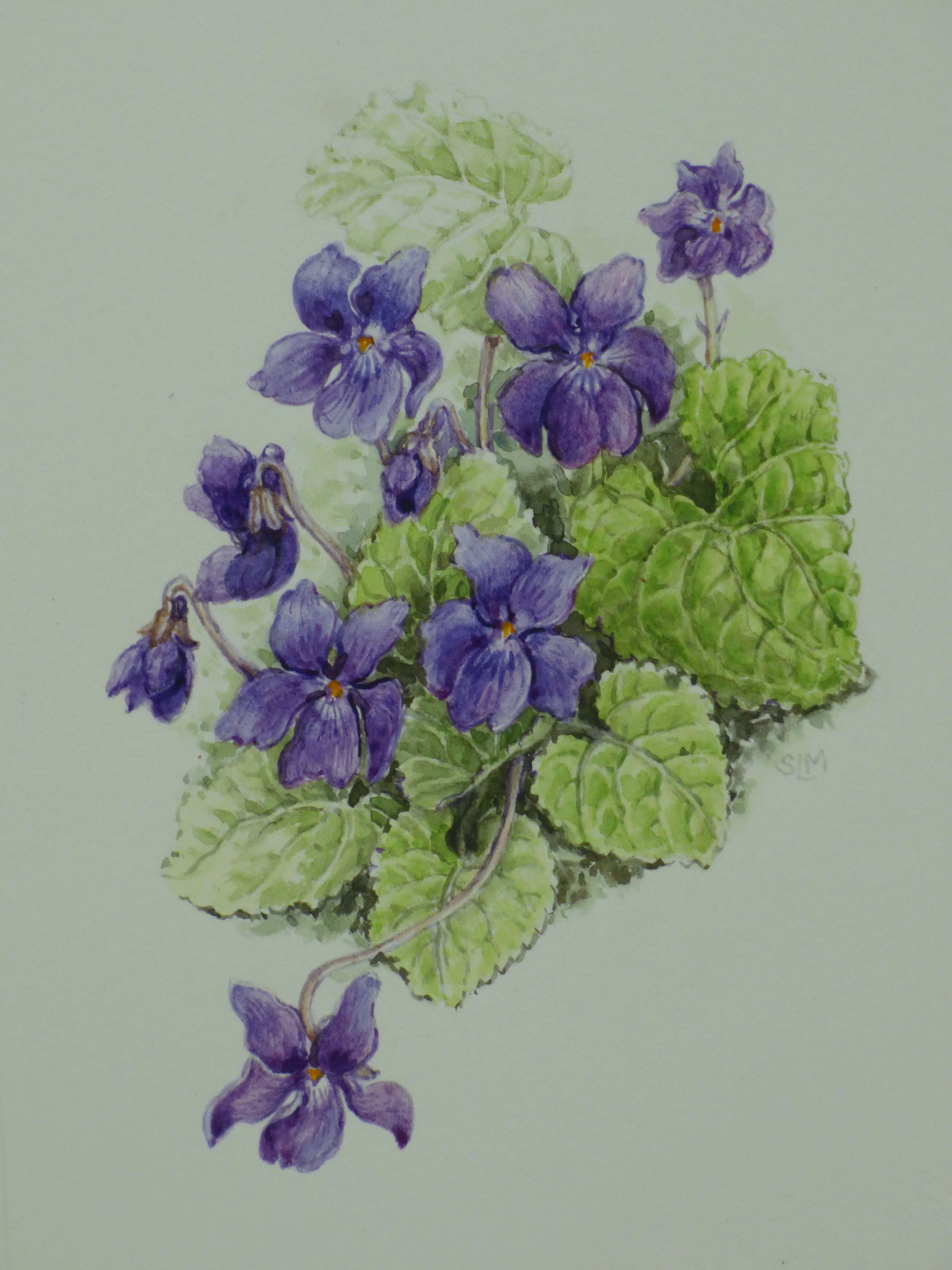 Suzanne Merrikin – Suzy Merrikin Botanical Artist